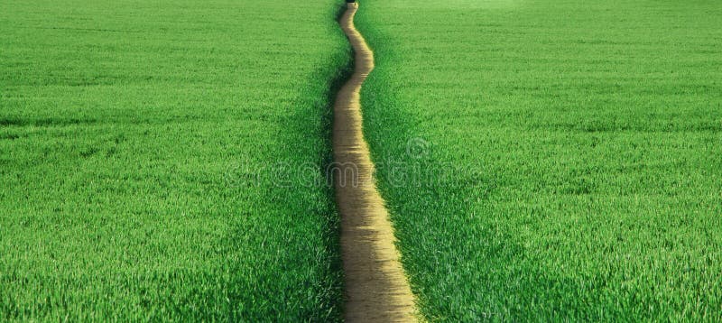 Path through Field stock image. Image of farming, wheat - 25662087