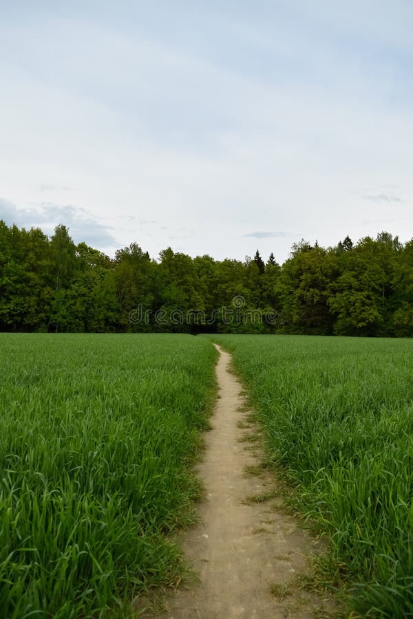Path in the Green Field Leading To the Forest. Stock Photo - Image of ...