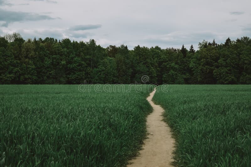Path in the Green Field Leading To the Forest. Stock Photo - Image of ...