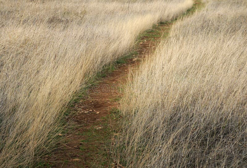 Path between Field stock image. Image of agriculture - 71395031