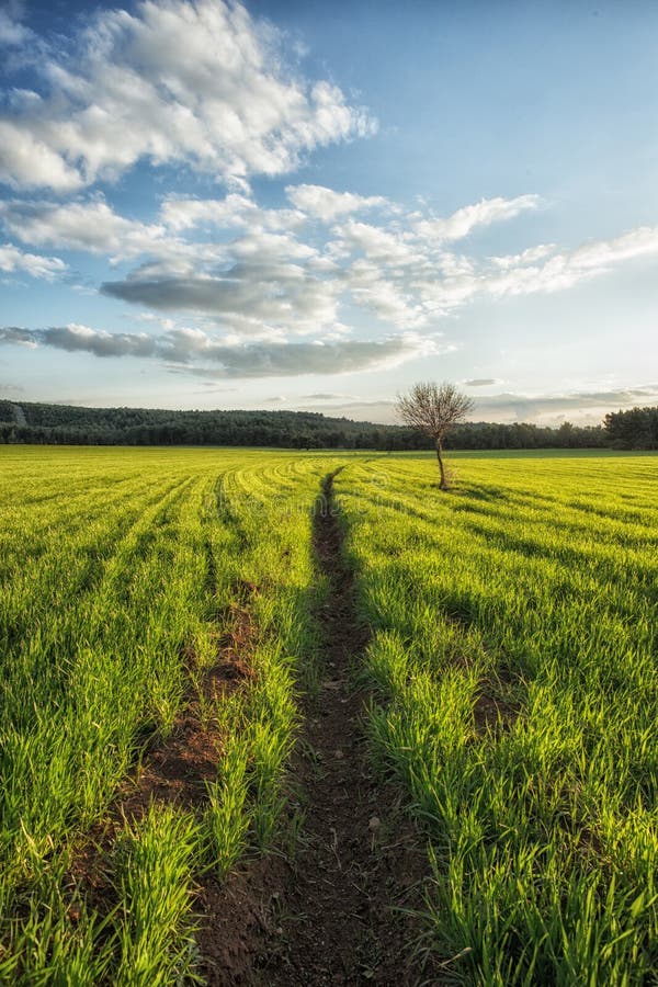 Path in field stock photo. Image of agricultural, horizon - 185404106