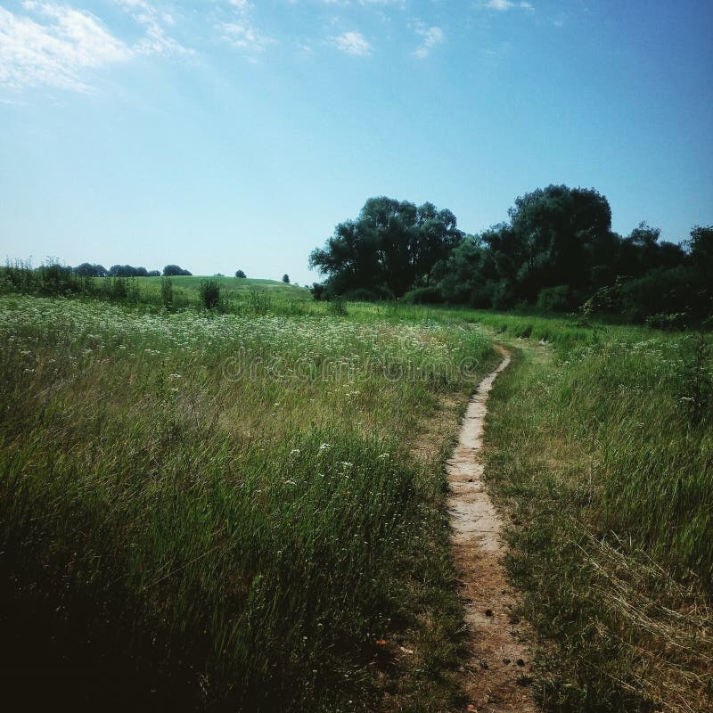 Path through the field stock image. Image of flowering - 95381979
