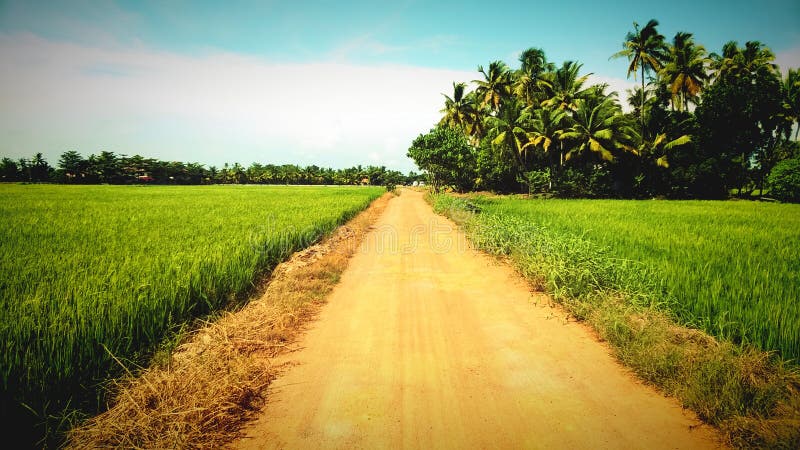 Path between Field stock image. Image of agriculture - 71395031