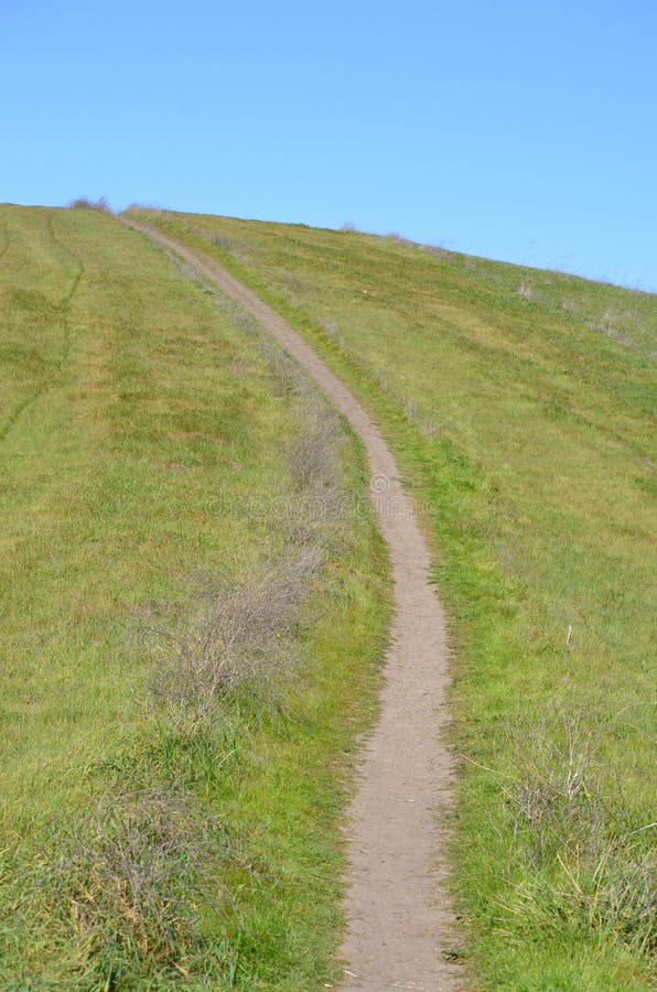 Path through Field Green Field of Wild Flowers Stock Image - Image of ...