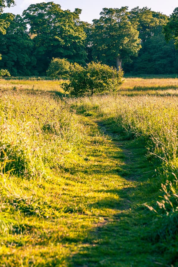 Path in a Field Lit by Sunset Light. Copy Space Stock Photo - Image of ...