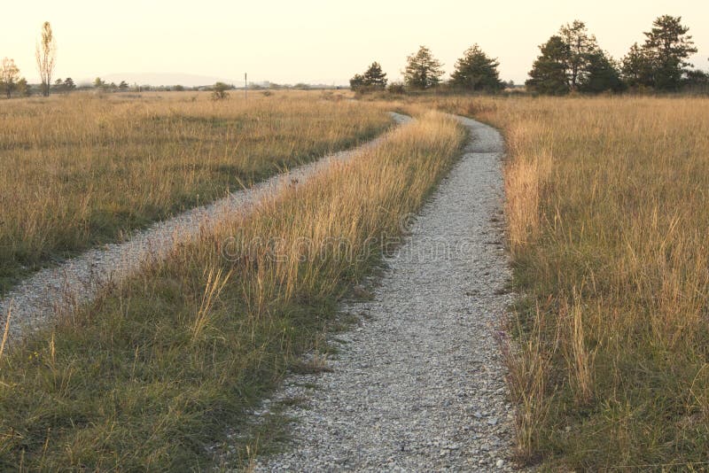 A Path in the Field Looks Like Golden Stock Photo - Image of lawn ...