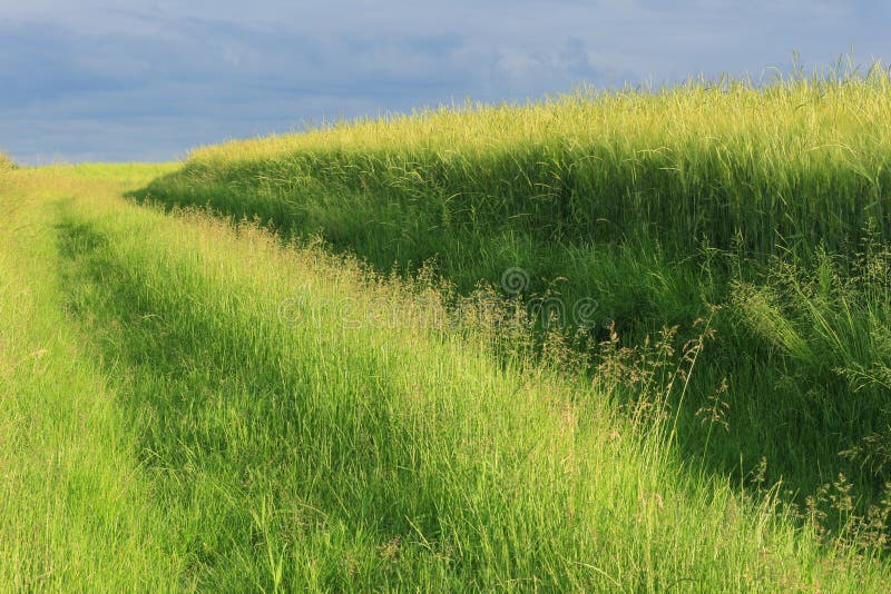 A path in the field stock image. Image of path, mood - 234981077