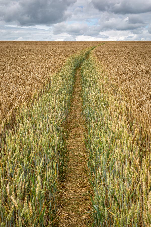 Pathway in the Crops field stock image. Image of pathway - 72180699