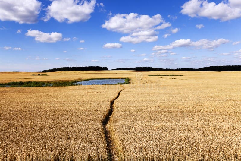Path in the field stock image. Image of barley, lane - 75395139