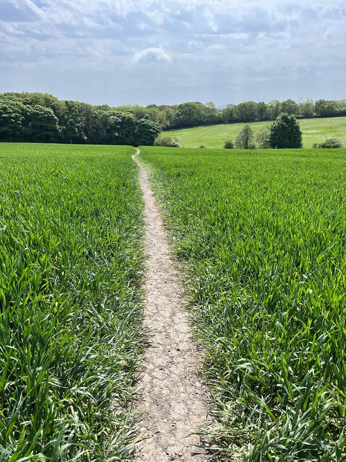 Path through Field stock image. Image of lead, small - 247419935