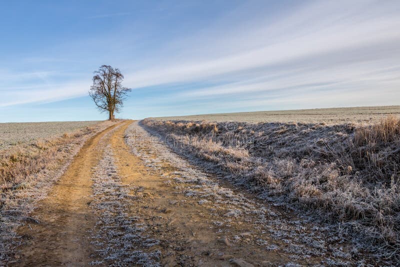 Path in Field and Solitaire Tree on Horizon Stock Photo - Image of blue ...