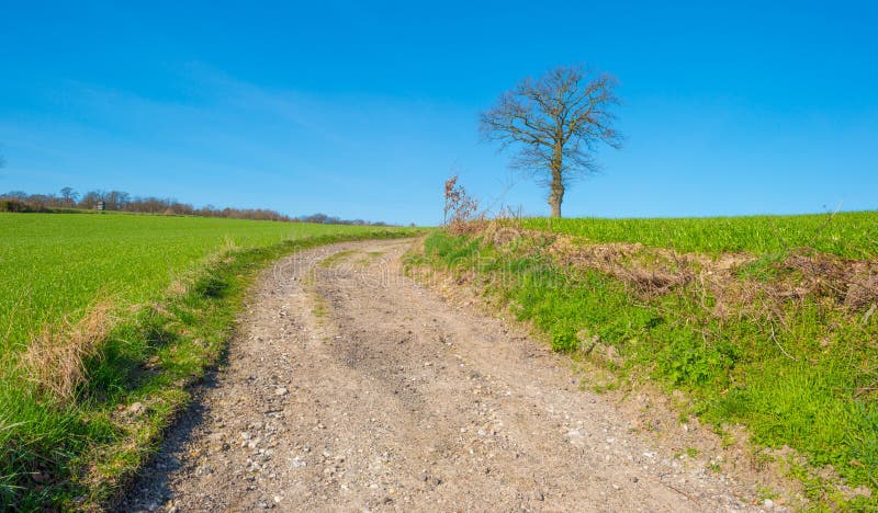 Path through a Field in Spring Stock Photo - Image of path, meadow ...