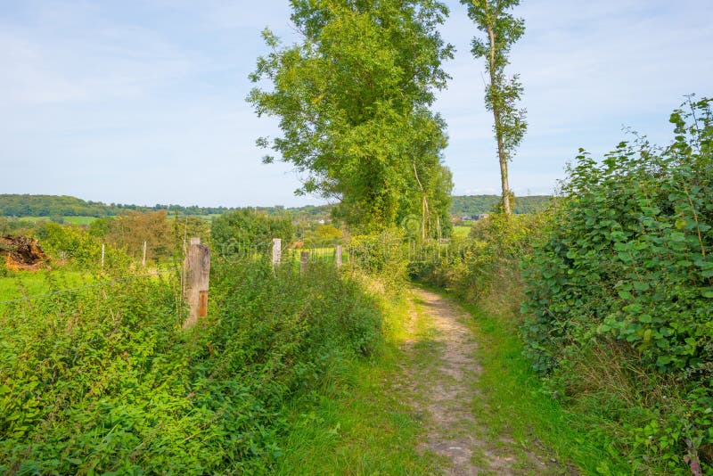 Path through a Field in Sunlight at Fall Stock Photo - Image of ...