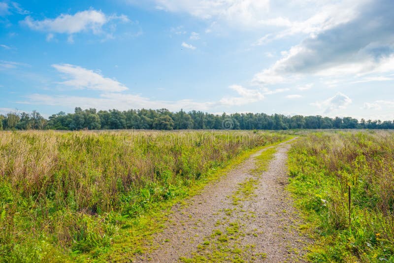 Path through a Field in Sunlight in Summer Stock Photo - Image of ...