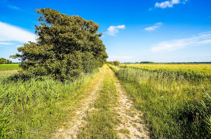 A Path in a Field with a Tree in the Middle Stock Photo - Image of ...