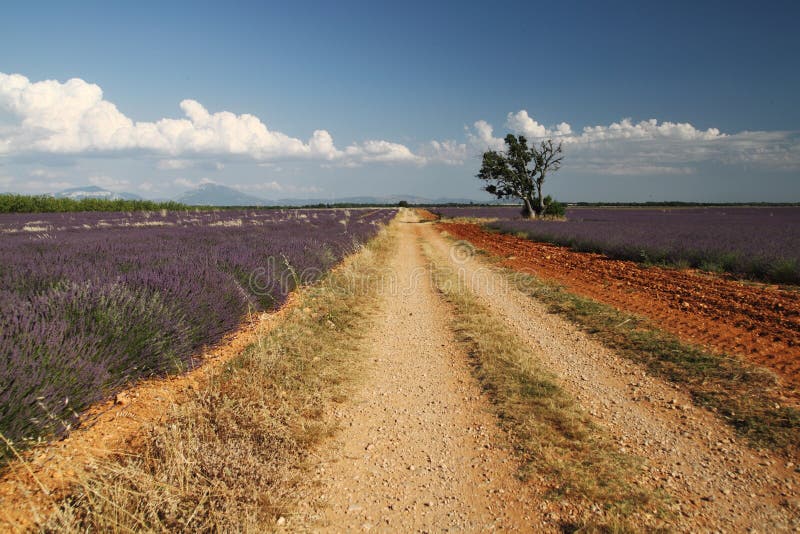 Path with Lavender in Provence. Stock Image - Image of beauty, stone ...