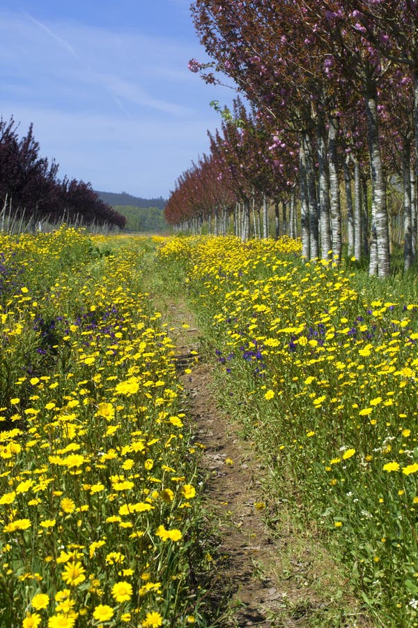 Path in a Field of Wildflowers Stock Image - Image of cloudscape ...