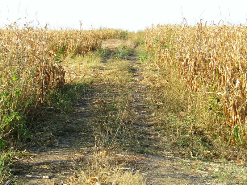 Path in the fields stock photo. Image of farm, peaceful - 2665894