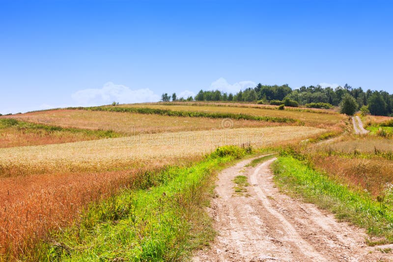 Path in the fields stock photo. Image of farm, peaceful - 2665894