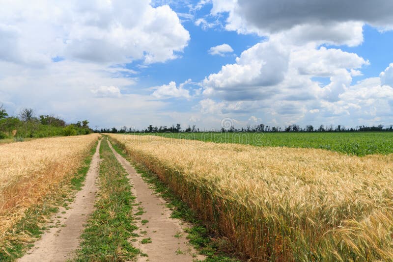 Path among the fields stock photo. Image of field, spring - 130908506