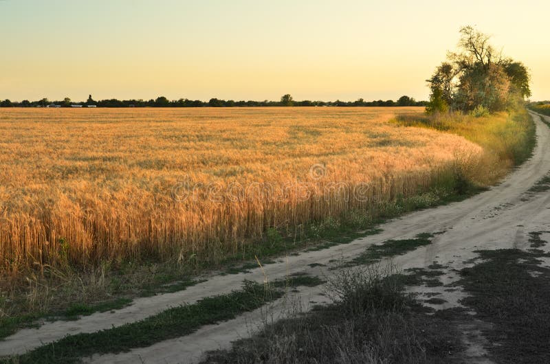 Path in Barley Field As a Romantic Spring Background. Hordeum Vulgare ...