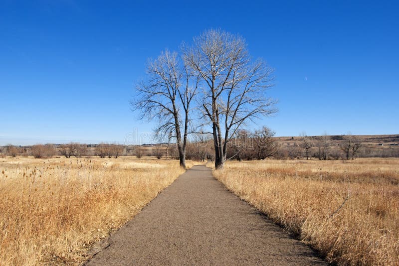 Path and Flanking Trees stock image. Image of blue, space - 17642173