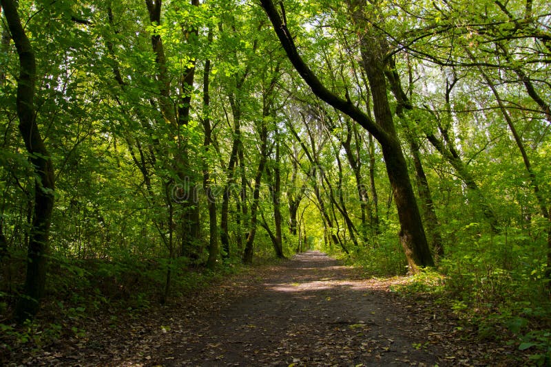 Dirty Road in the Floodplain Forest in September Stock Photo - Image of ...