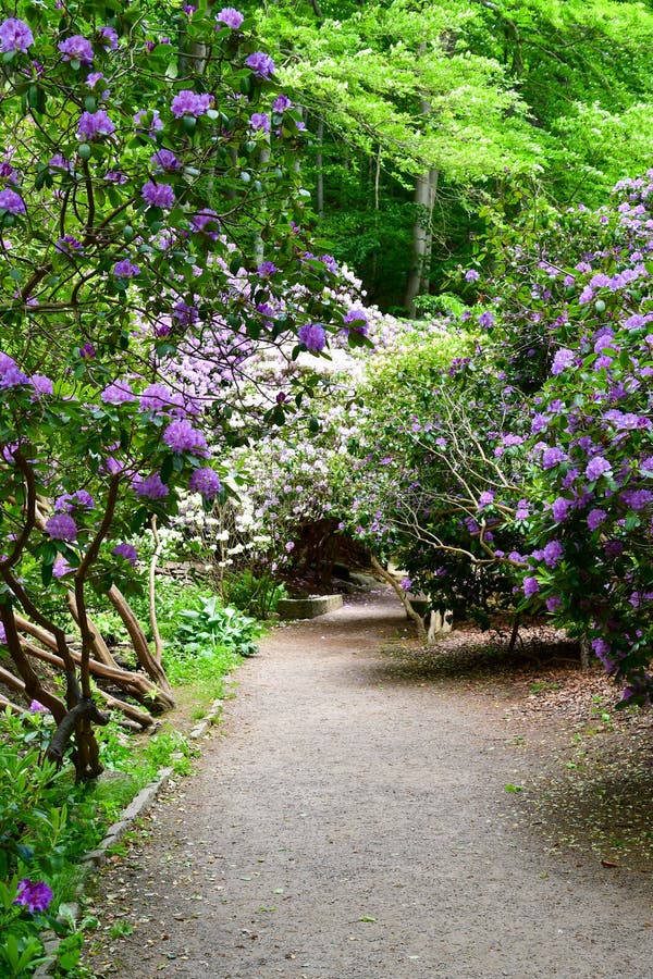 Path among Flower Bushes an Trees in Summer Stock Photo - Image of ...