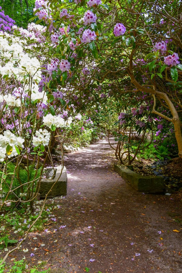Path among Flower Bushes an Trees in Summer Stock Photo - Image of ...