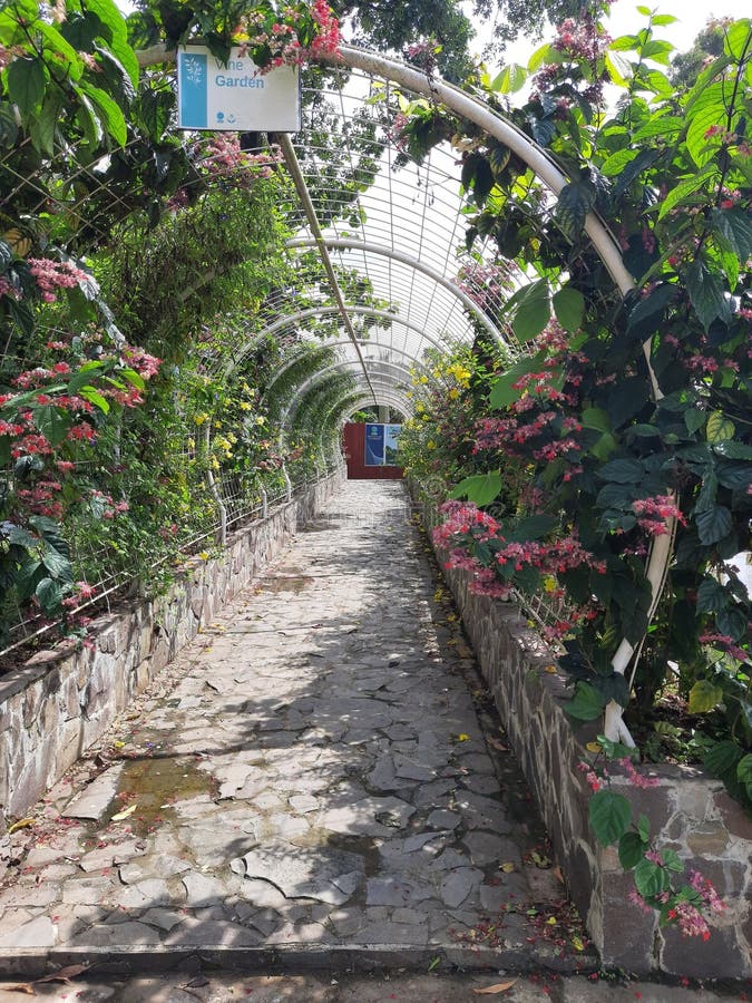 Path with Flower Plants Around it Editorial Photography - Image of ...