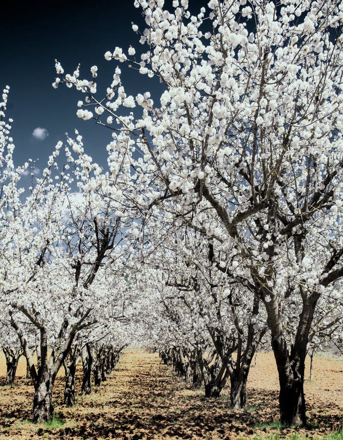 Path between the Flowering Plum Trees Stock Image - Image of beautiful ...