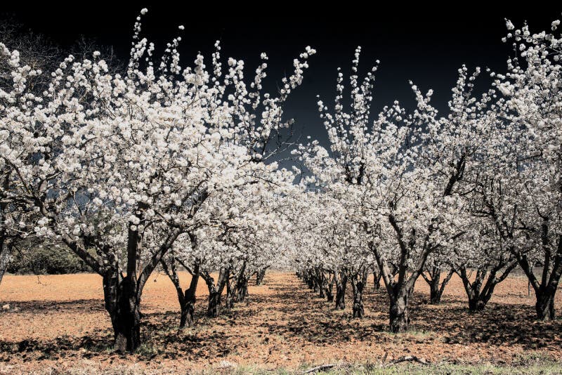 Path between the Flowering Plum Trees Stock Photo - Image of plant ...
