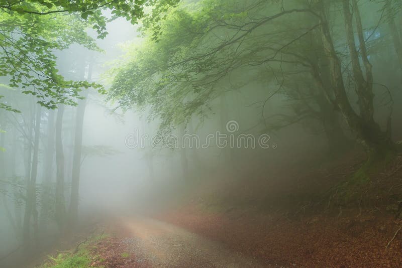 Path into the fog stock image. Image of park, green - 176489177