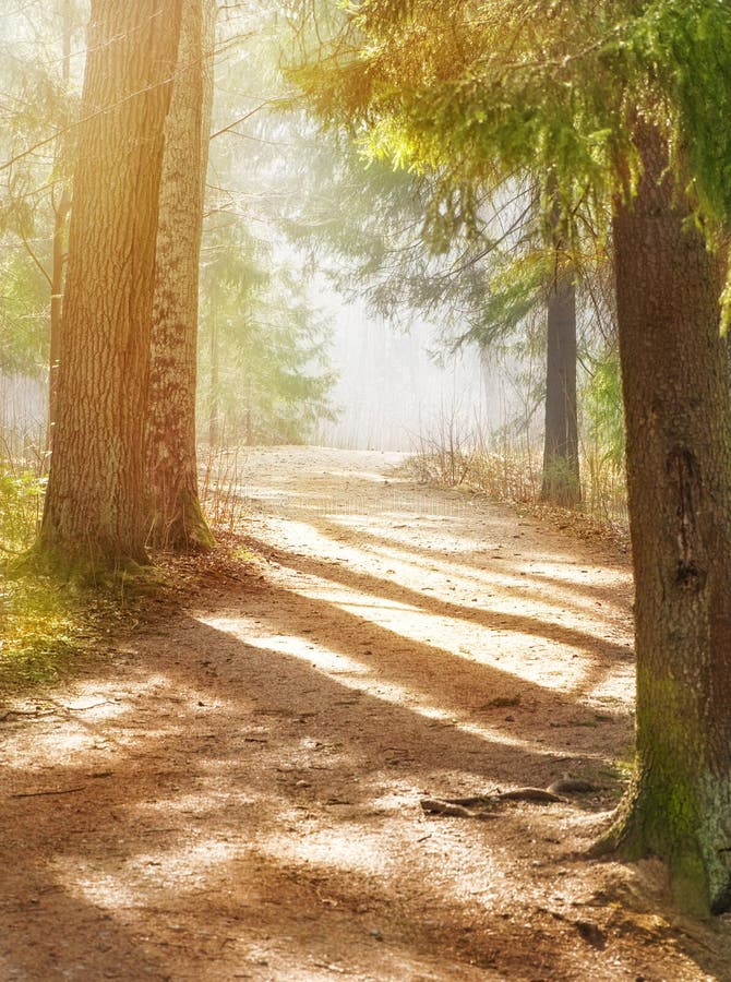 Man Walking Up Path Towards the Light in Magic Forest. Stock Photo ...