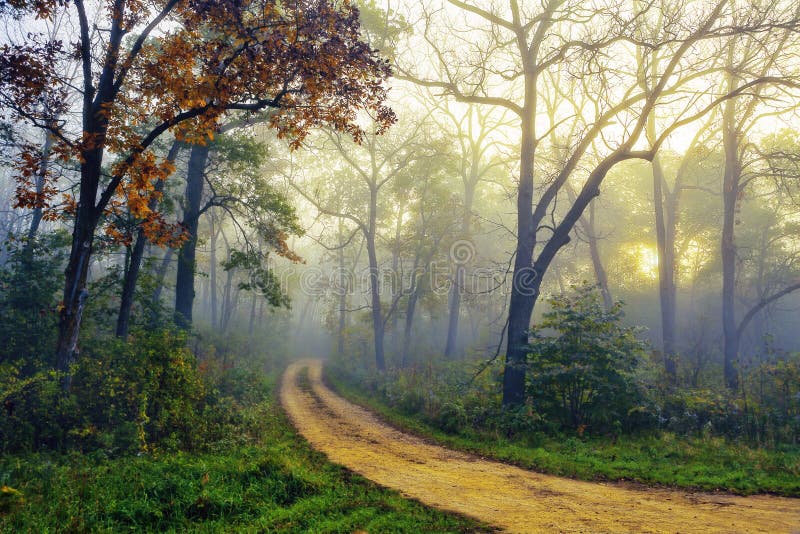Path through Foggy Forest Woods Stock Image - Image of road, lonely ...