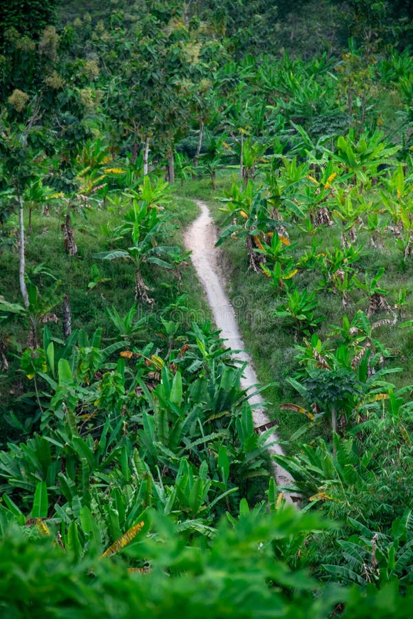 The Path at the Foot of the Mountain Seen from Above Stock Image ...