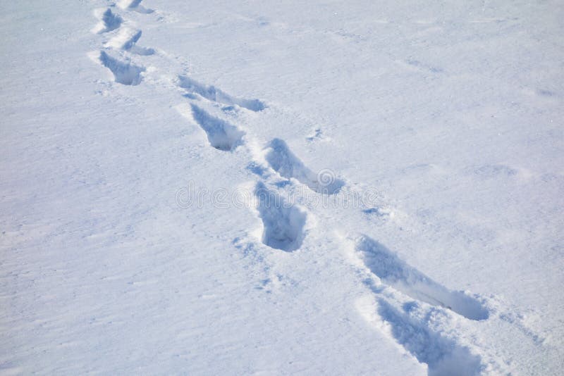 Path of Footprints in Snow. Stock Image - Image of imprint, powder ...