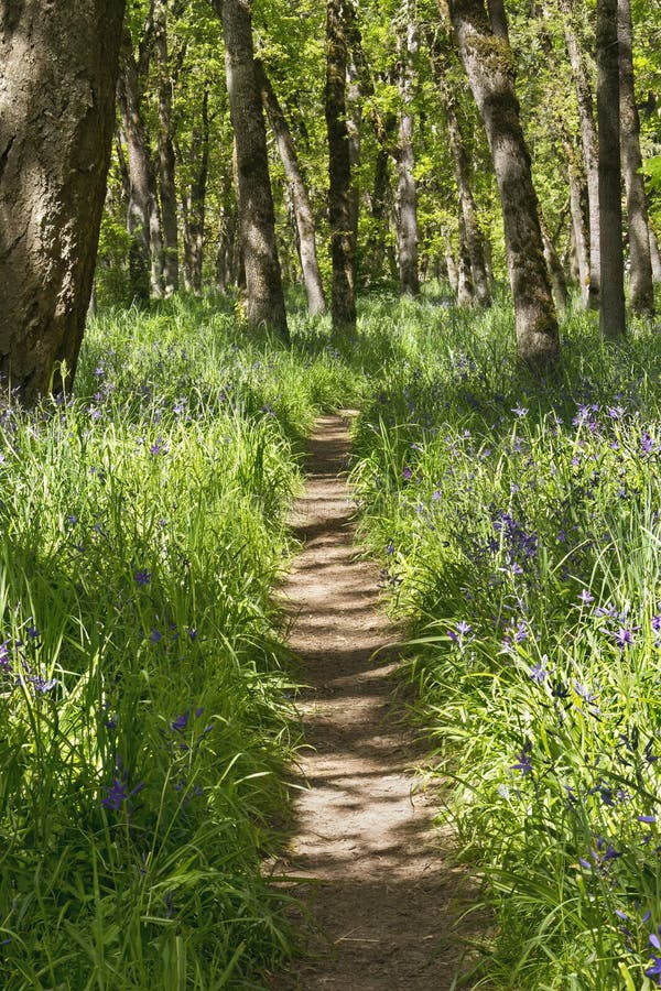 Path in Foresst with a Meadow of Flowers Stock Image - Image of ...