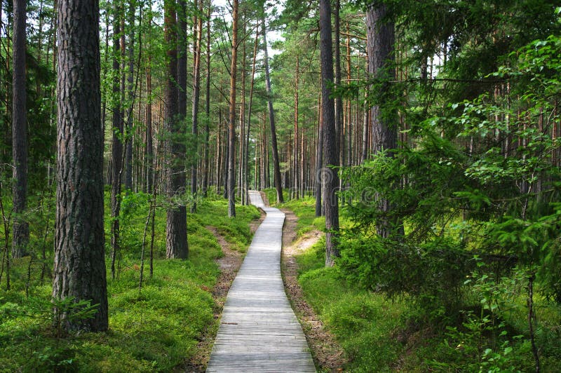 Yellow Brick Road through Forest Stock Image - Image of wooded ...