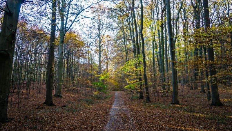 Path in colorful forest stock photo. Image of fall, ecosystem - 150666472