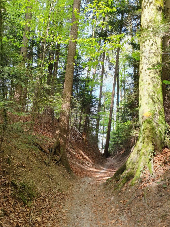 Path in forest stock photo. Image of wilderness, forest - 183785114