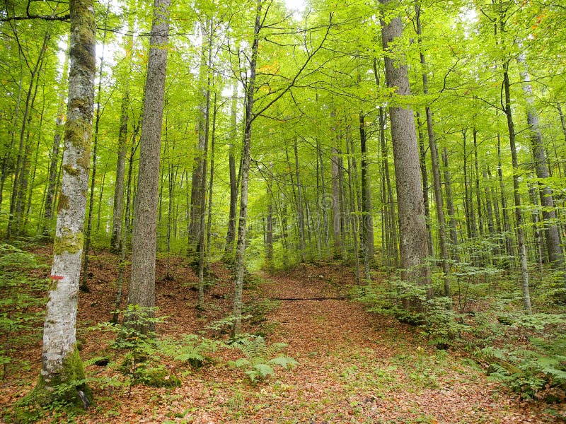 Path through the forest stock image. Image of reserve - 25155097