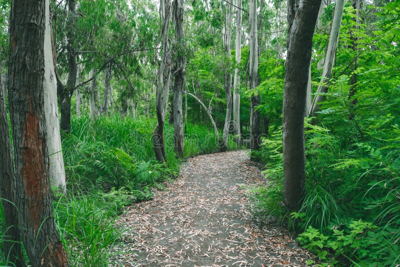 Path in the Green Forest. Natural Landscape Stock Photo - Image of ...