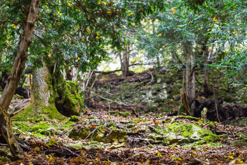 Path into forest stock photo. Image of leaves, exploration - 27371002