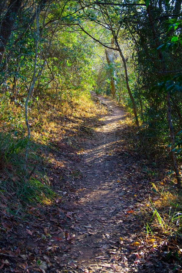 Path in forest stock image. Image of forest, leaves, flora - 33668021
