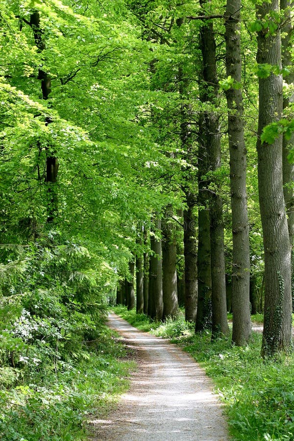 Path through the forest stock photo. Image of vegetation - 18889962