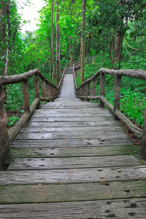 The Path into the Forest Ahead Stock Image - Image of park, forest ...