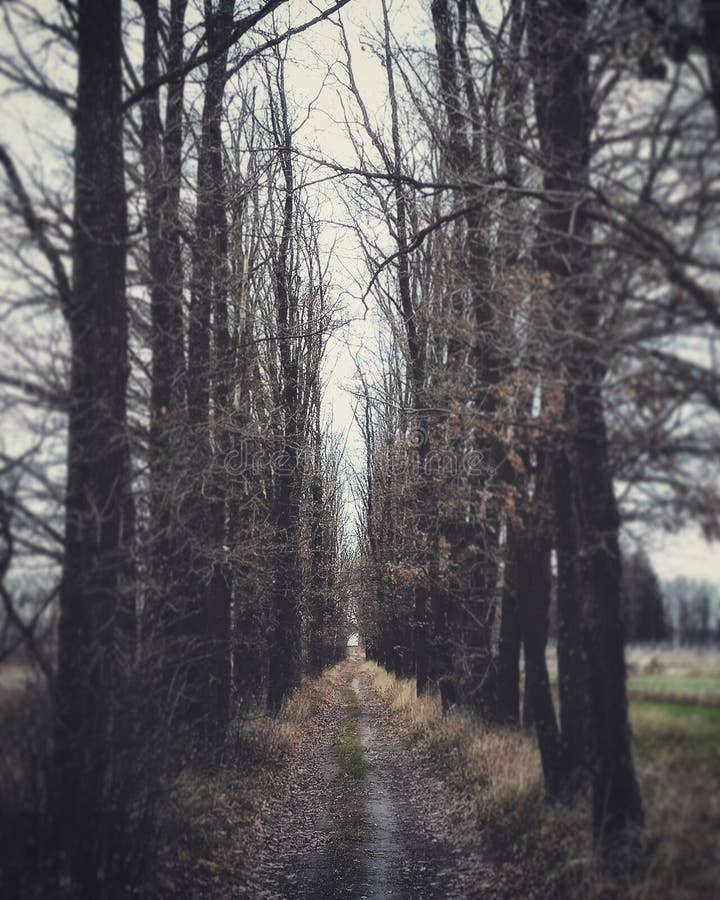 Path in the Forest in Autumn Cold Day. Foggy Stock Image - Image of ...