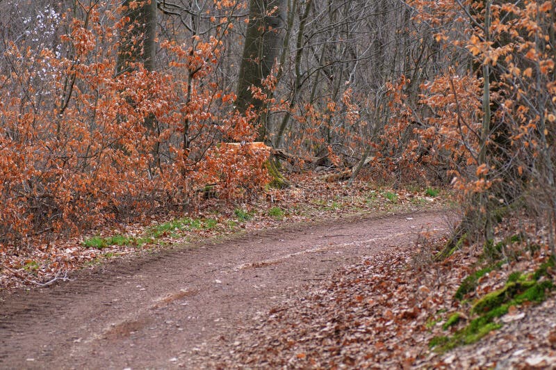 A Path with the Colors of Autumn Stock Photo - Image of minnesota ...