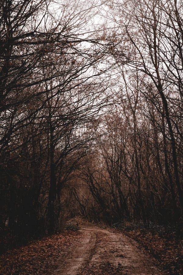 Path in the Forest in Autumn,creepy Forest Stock Photo - Image of frost ...